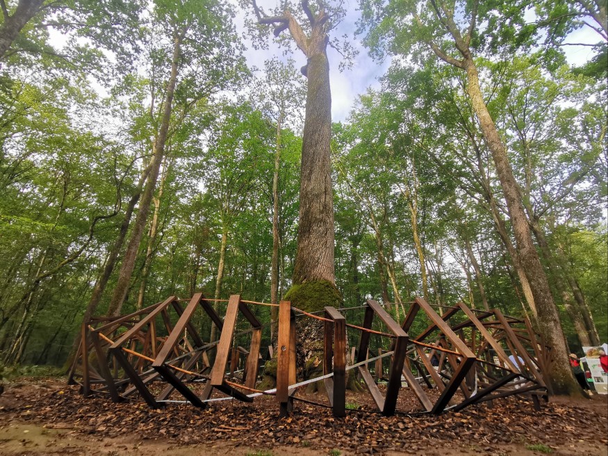 La forêt de Tronçais obtient le renouvellement de son label Forêt d ...
